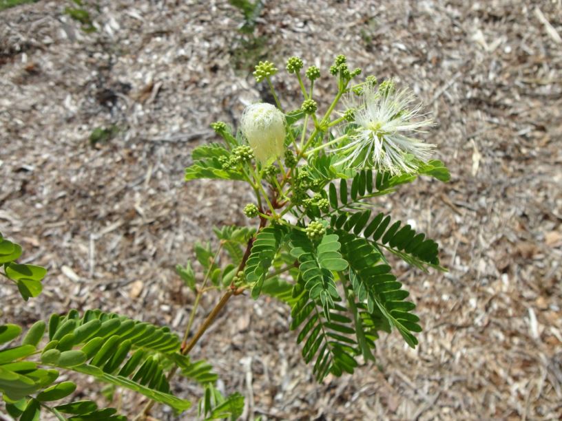 Calliandra formosa - white calliandra | Fairchild Botanic Garden