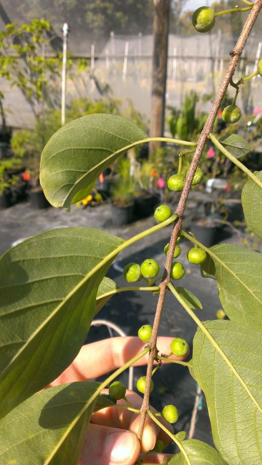 Colubrina elliptica - naked-wood, soldier wood | Fairchild Botanic Garden