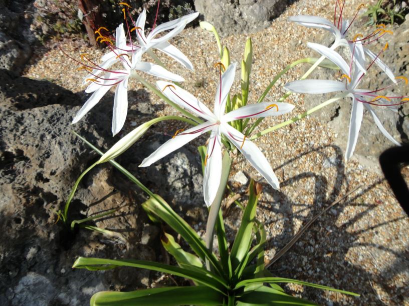Crinum modestum | Fairchild Botanic Garden