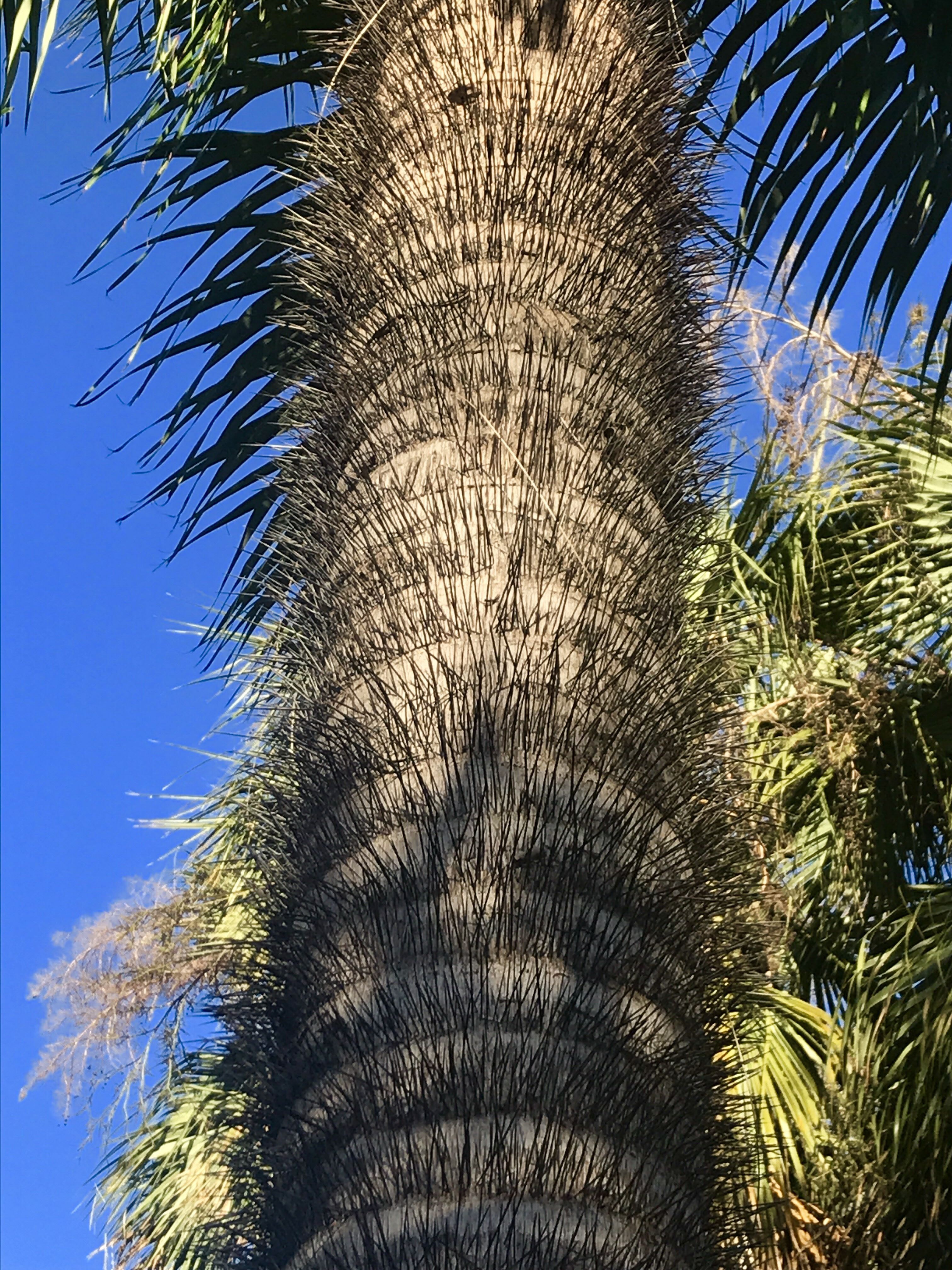 Browse A | Fairchild Botanic Garden