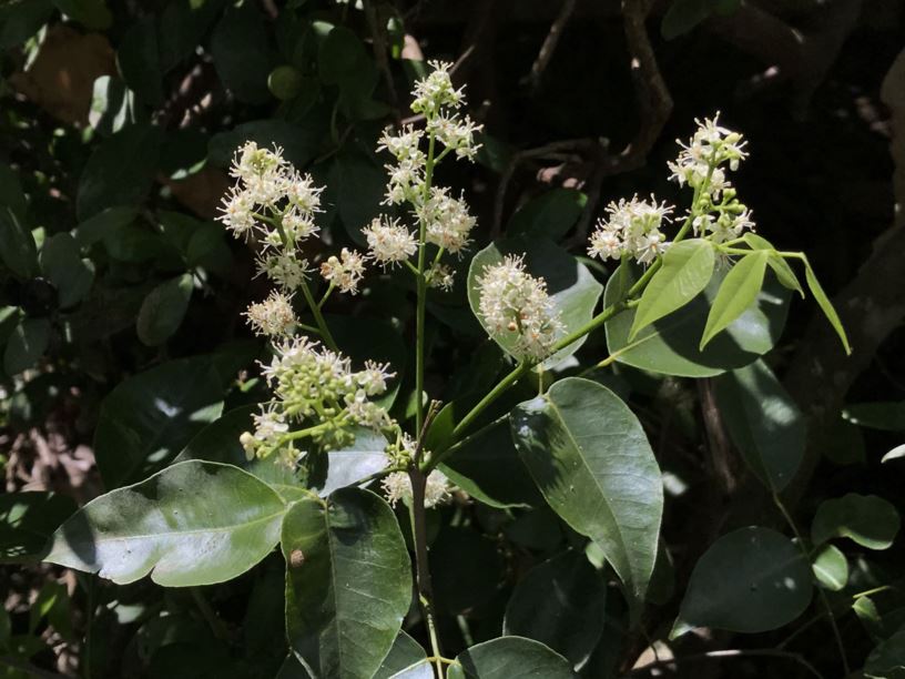 Amyris balsamifera - balsam torchwood | Fairchild Botanic Garden