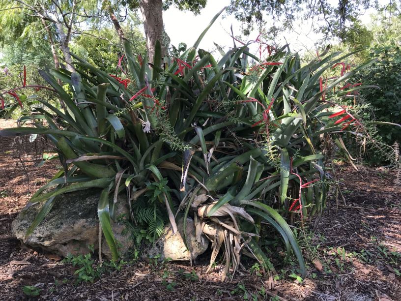 Browse A | Fairchild Botanic Garden