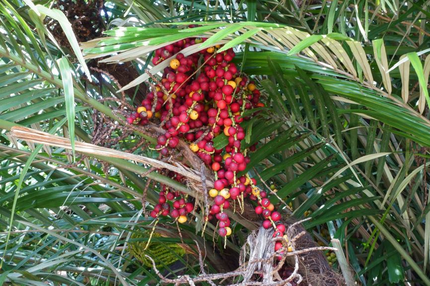 Arenga engleri - Formosa sugar palm | Fairchild Botanic Garden