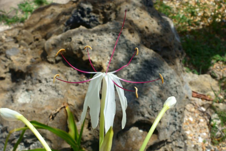 Crinum modestum | Fairchild Botanic Garden