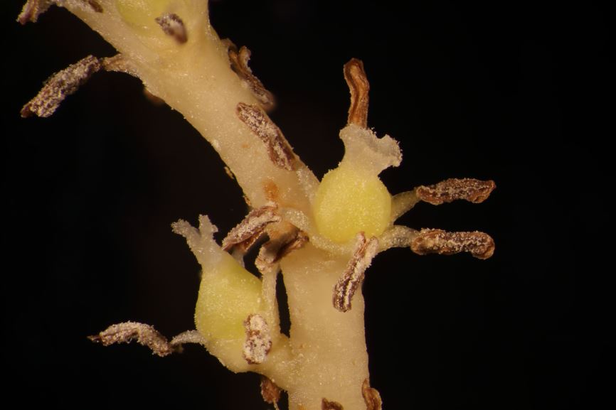 Leucothrinax morrisii - Key thatch palm, brittle thatch palm, Keys ...