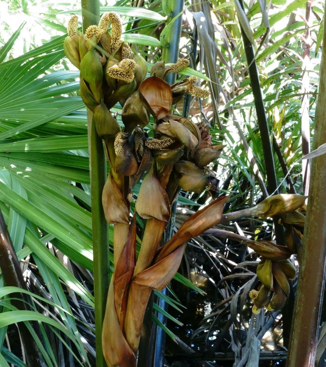 Nypa fruticans - mangrove palm, nipa | Fairchild Botanic Garden