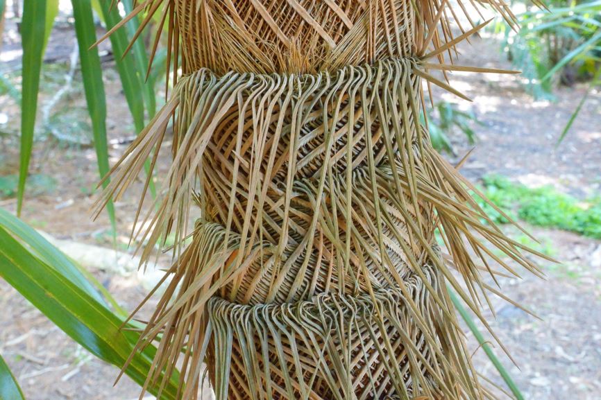 Zombia antillarum - zombi palm | Fairchild Botanic Garden