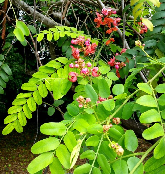 Cassia roxburghii - Ceylon senna | Fairchild Botanic Garden