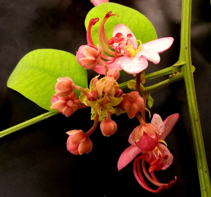 Cassia roxburghii - Ceylon senna | Fairchild Botanic Garden