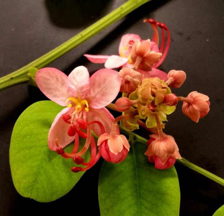 Cassia roxburghii - Ceylon senna | Fairchild Botanic Garden