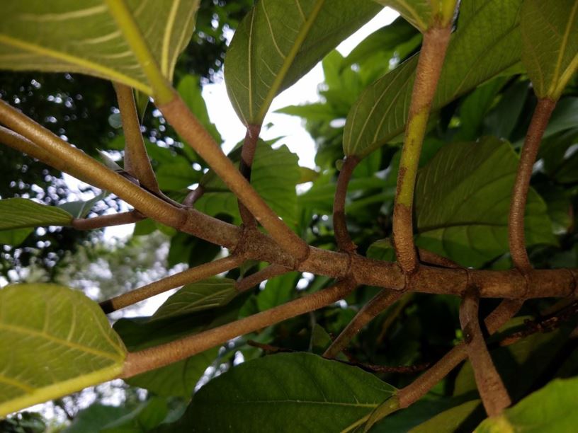 Ficus hispida - Rough-Leaf Fig | Fairchild Botanic Garden
