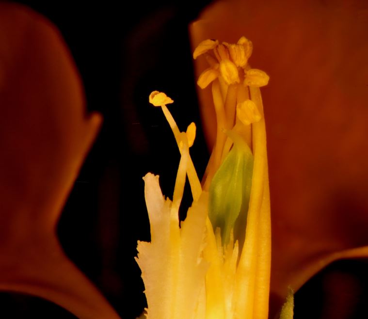 Bulnesia arborea - verawood | Fairchild Botanic Garden