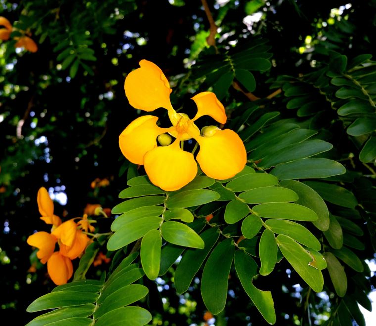 Bulnesia arborea - verawood | Fairchild Botanic Garden