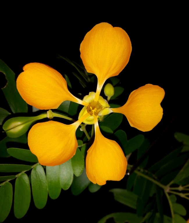 Bulnesia arborea - verawood | Fairchild Botanic Garden