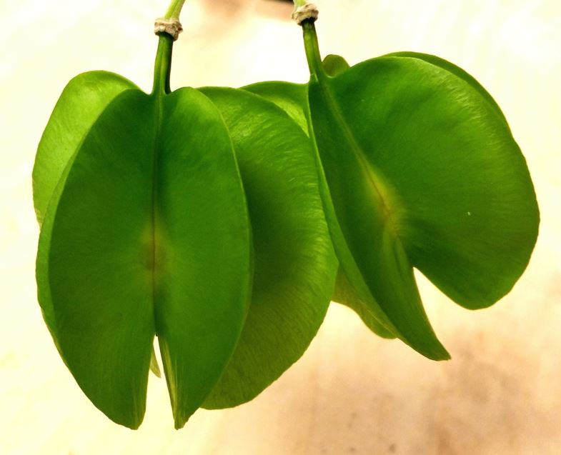 Bulnesia arborea - verawood | Fairchild Botanic Garden