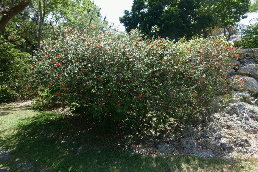 Rondeletia odorata - Panama-rose | Fairchild Botanic Garden