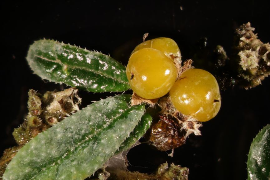 Nashia inaguensis - moujean tea | Fairchild Botanic Garden