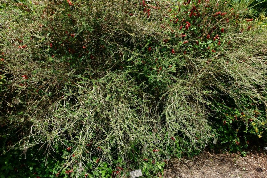 Nashia inaguensis - moujean tea | Fairchild Botanic Garden