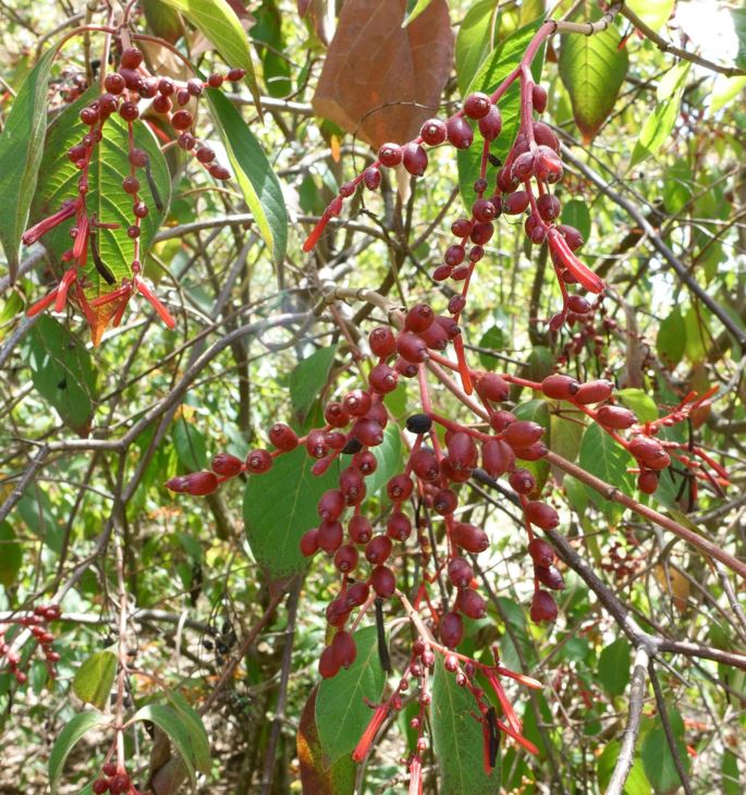 Hamelia patens - firebush | Fairchild Botanic Garden