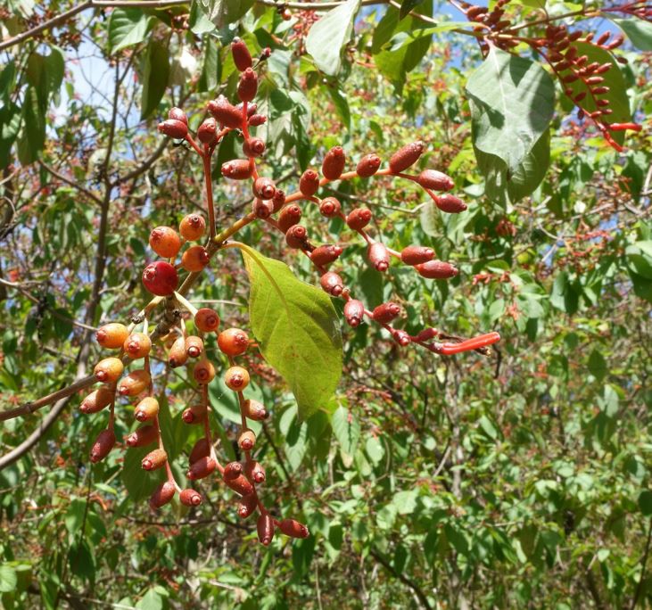 Hamelia patens - firebush | Fairchild Botanic Garden