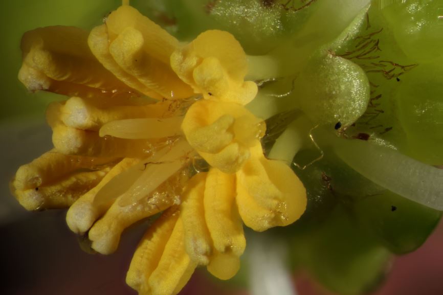 Byrsonima lucida - locust-berry | Fairchild Botanic Garden