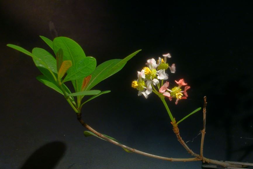 Byrsonima lucida - locust-berry | Fairchild Botanic Garden