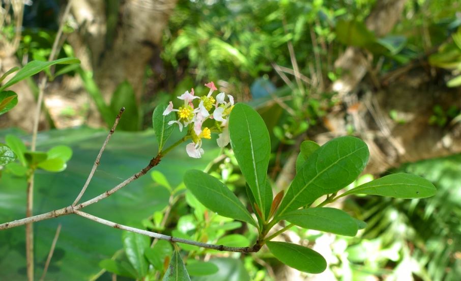 Byrsonima lucida - locust-berry | Fairchild Botanic Garden