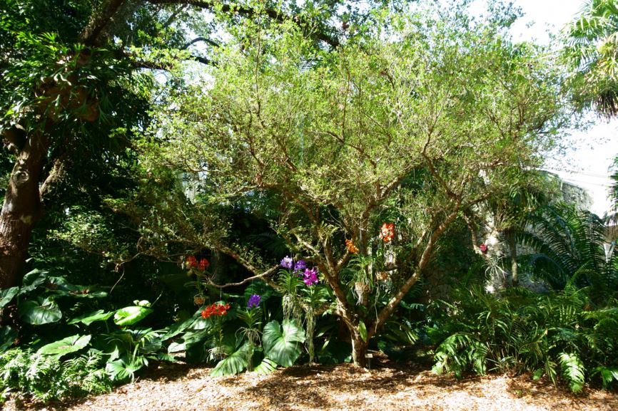 Byrsonima lucida - locust-berry | Fairchild Botanic Garden