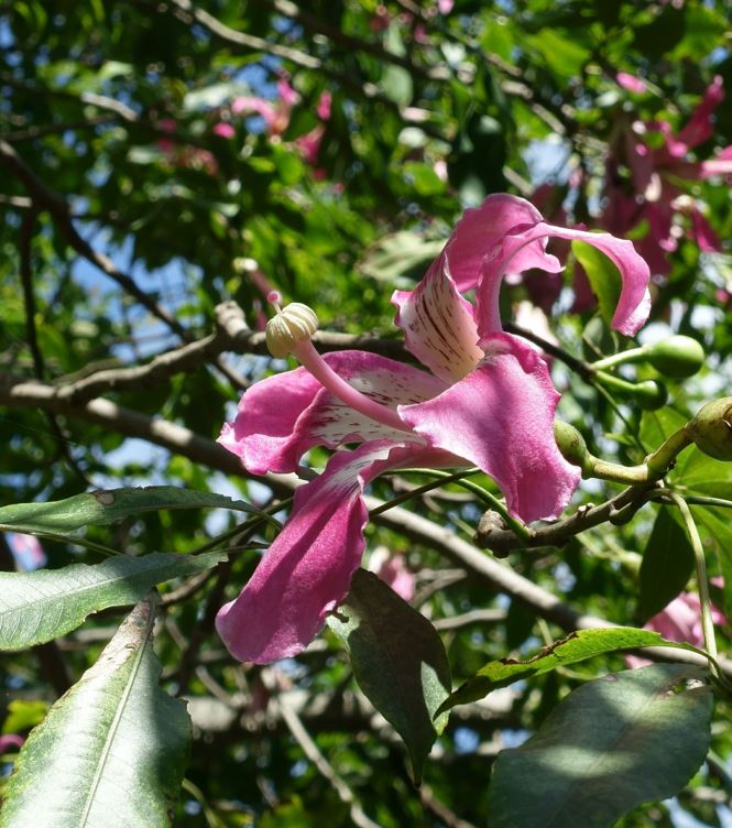 Ceiba speciosa - silk floss tree | Fairchild Botanic Garden