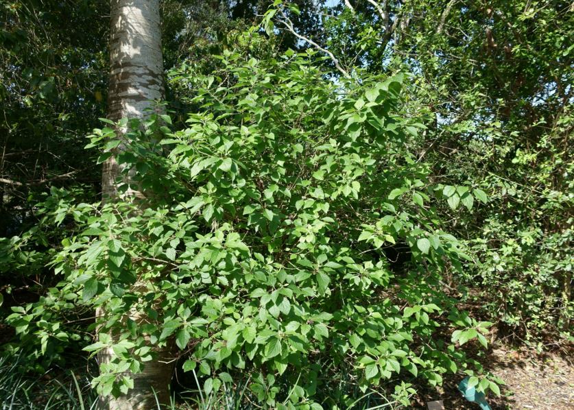 Callicarpa americana - American beauty berry | Fairchild Botanic Garden