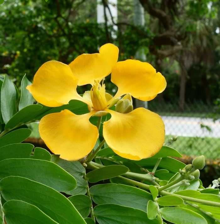 Bulnesia arborea - verawood | Fairchild Botanic Garden