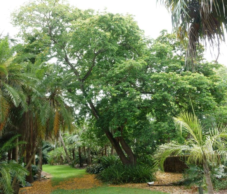 Bulnesia arborea - verawood | Fairchild Botanic Garden