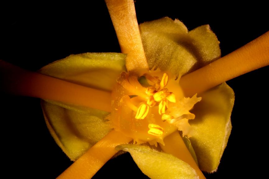 Bulnesia arborea - verawood | Fairchild Botanic Garden