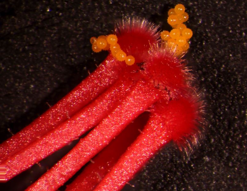 Hibiscus schizopetalus - fringed hibiscus | Fairchild Botanic Garden