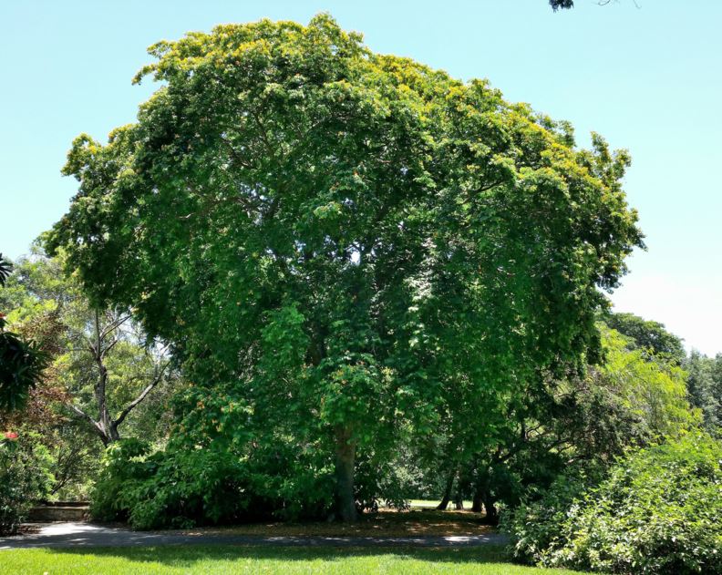 Bulnesia arborea - verawood | Fairchild Botanic Garden