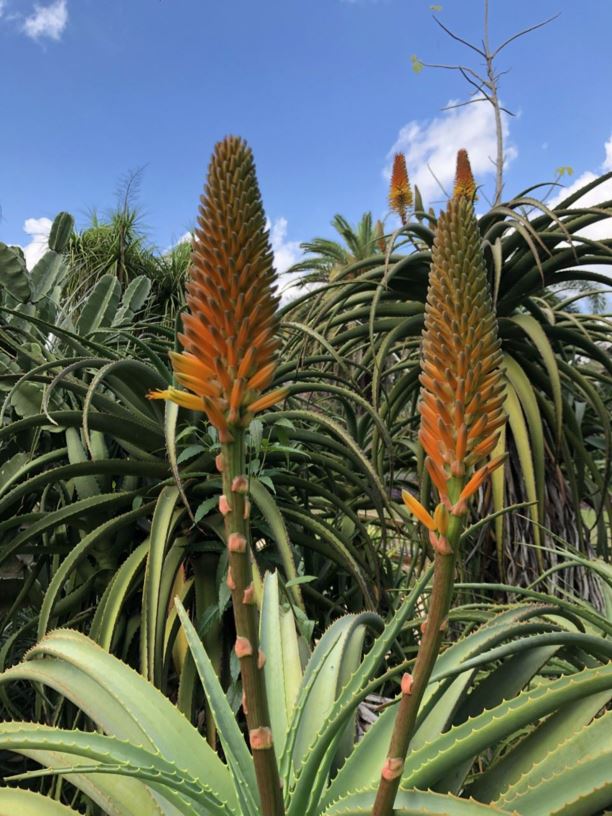 Aloe thraskii | Fairchild Botanic Garden