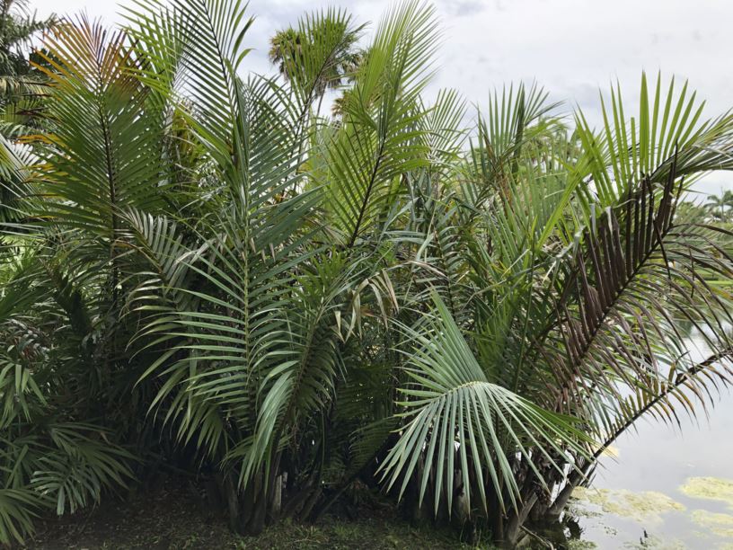 Nypa fruticans - mangrove palm, nipa | Fairchild Botanic Garden