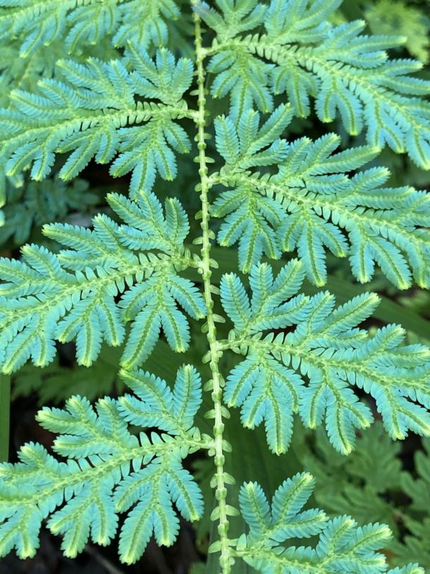 Selaginella willdenowii - Willdenow's Spikemoss, Peacock Fern ...