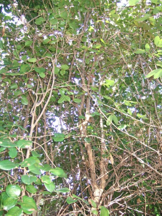 Coccoloba krugii - crab wood | Fairchild Botanic Garden