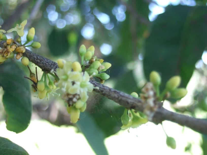 Sideroxylon foetidissimum - Mastic, wild mastic | Fairchild Botanic Garden