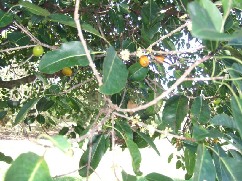 Sideroxylon foetidissimum - Mastic, wild mastic | Fairchild Botanic Garden