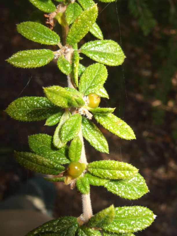 Nashia inaguensis - moujean tea | Fairchild Botanic Garden