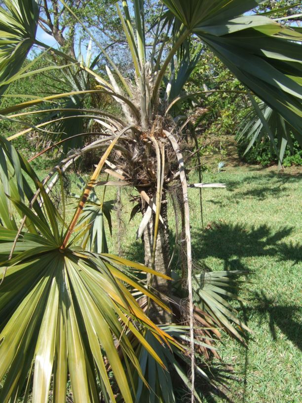 Leucothrinax morrisii - Key thatch palm, brittle thatch palm, Keys ...