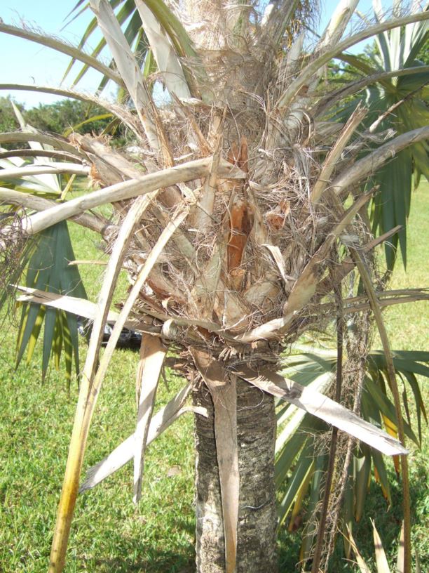 Leucothrinax morrisii - Key thatch palm, brittle thatch palm, Keys ...