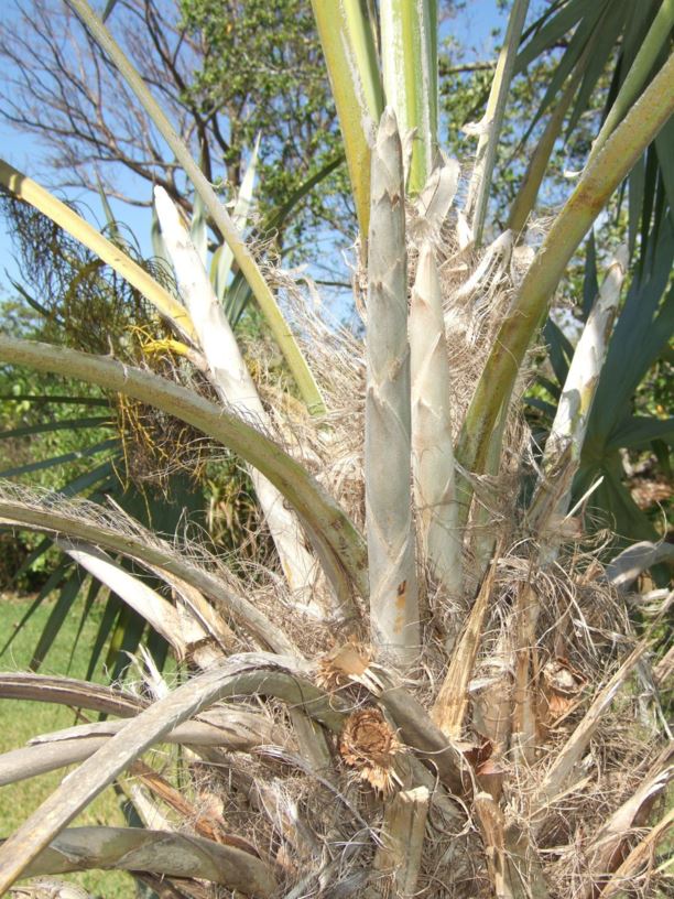 Leucothrinax morrisii - Key thatch palm, brittle thatch palm, Keys ...