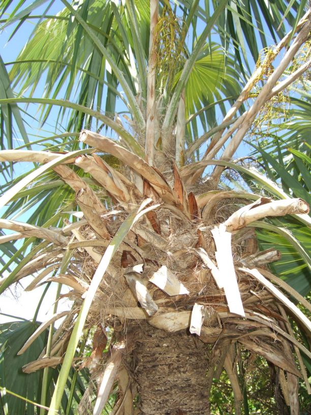 Leucothrinax morrisii - Key thatch palm, brittle thatch palm, Keys ...