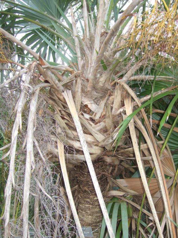 Leucothrinax morrisii - Key thatch palm, brittle thatch palm, Keys ...