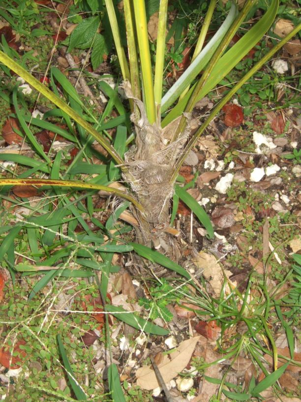 Leucothrinax morrisii - Key thatch palm, brittle thatch palm, Keys ...