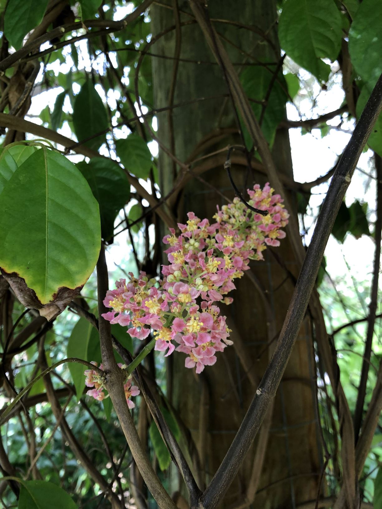 Banisteriopsis caapi - Caapi | Fairchild Botanic Garden
