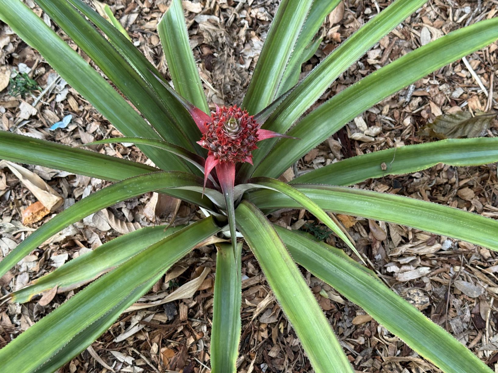 Ananas comosus 'Red Spanish' - pineapple | Fairchild Botanic Garden